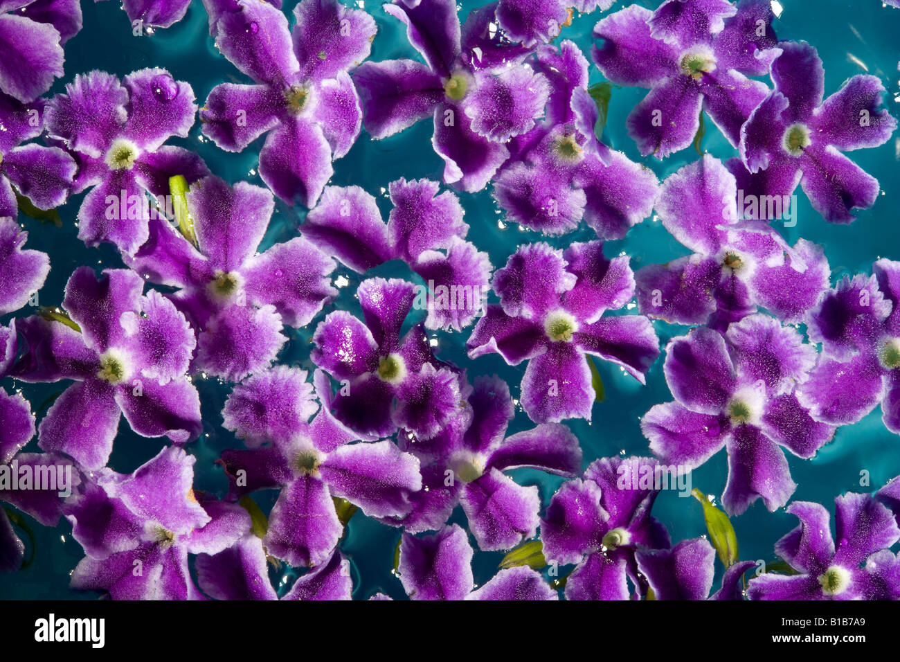 Duranta hi-res stock photography and images - Alamy