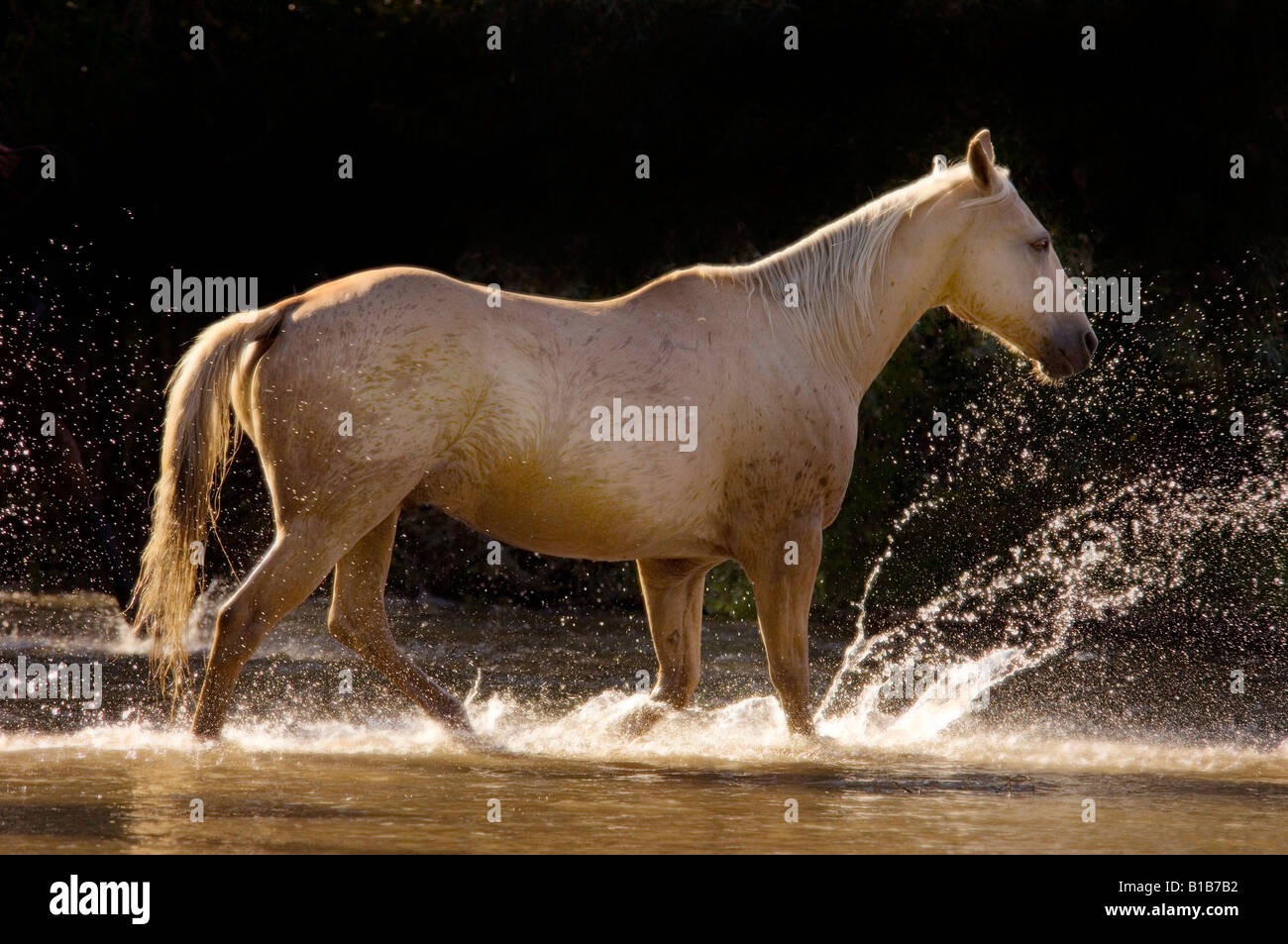 Palomino Horse Running In Water