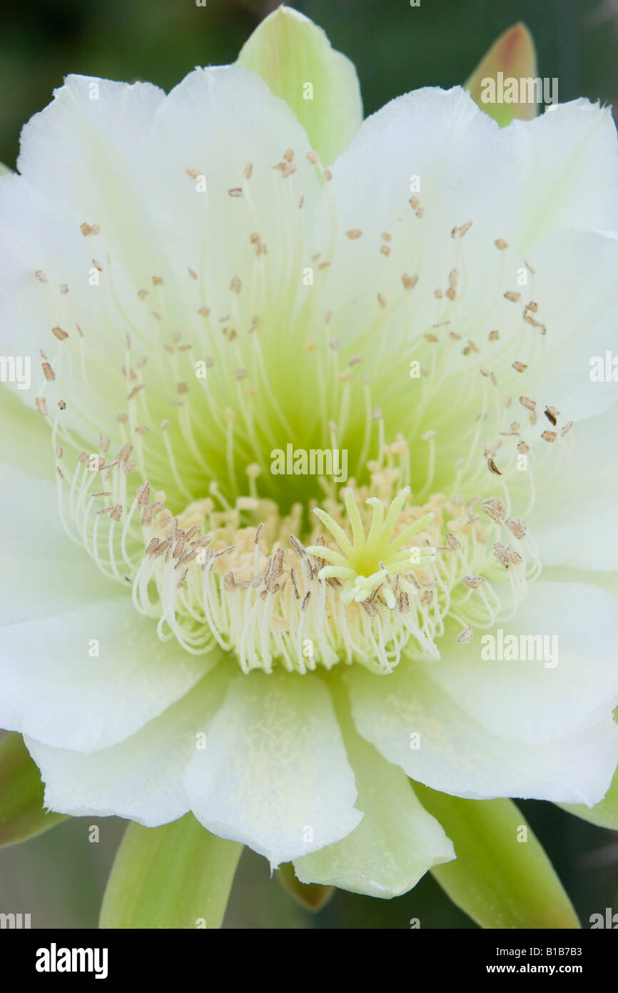 Mexican Fence Post Cactus Flower Lemaireocereus marginatus Detile Stock ...