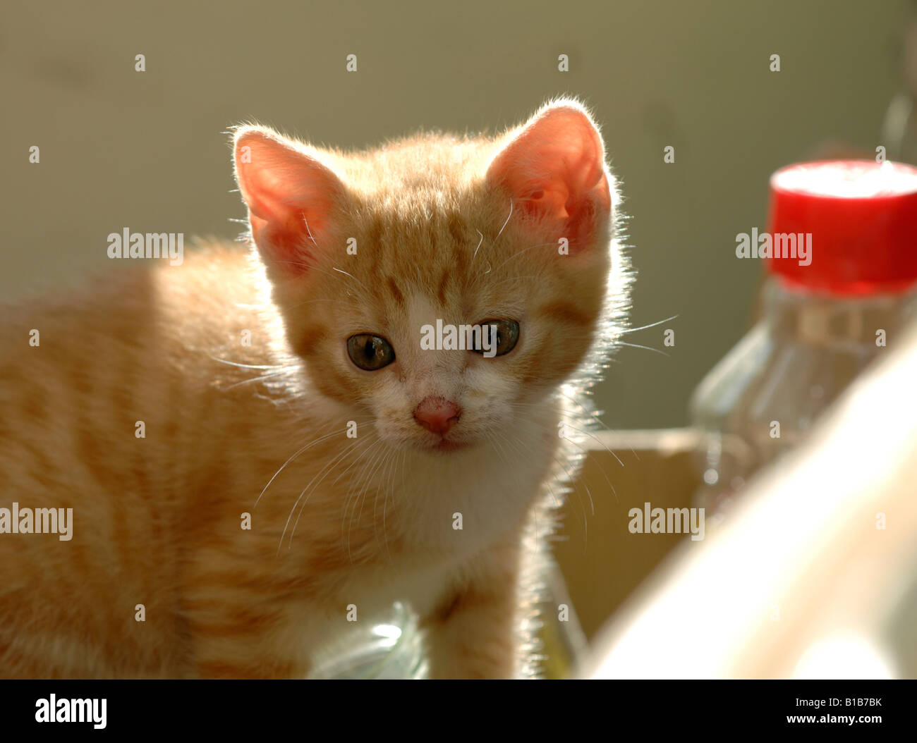 6 week old kitten hi-res stock photography and images - Alamy