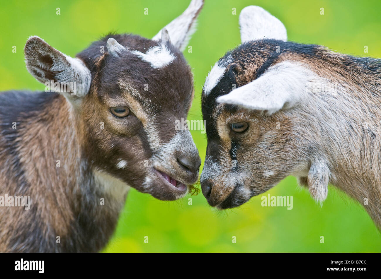 Four week old Pygmy Goats Kids Stock Photo - Alamy