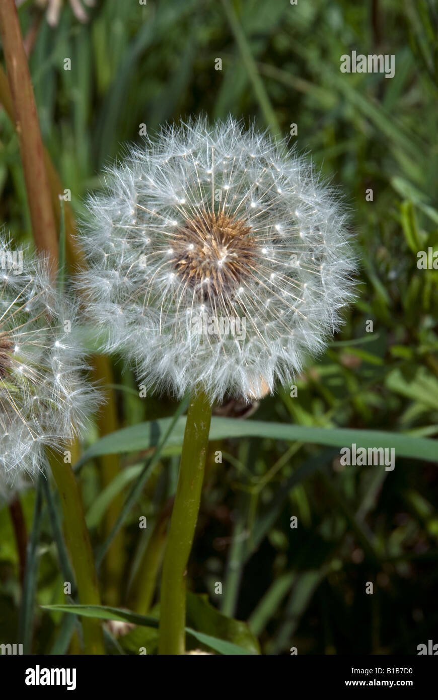 Silver tufted fruit hi-res stock photography and images - Alamy