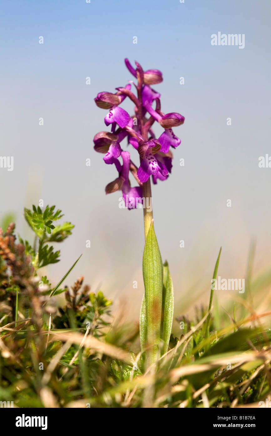green winged orchid Orchis morio cornwall Stock Photo - Alamy