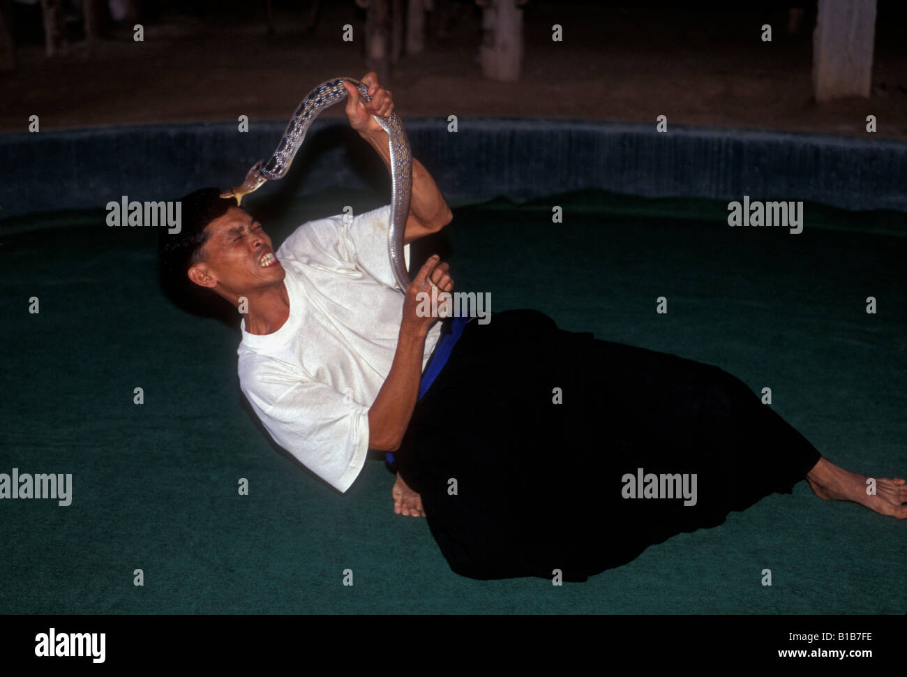 Thai man, snake handler, snake charmer, snake, snakes, Mae Sa Snake ...