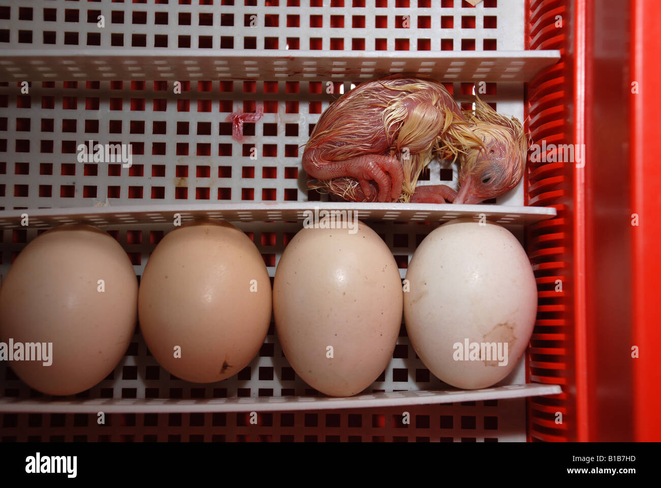 Newborn chicken in a incubator Stock Photo - Alamy