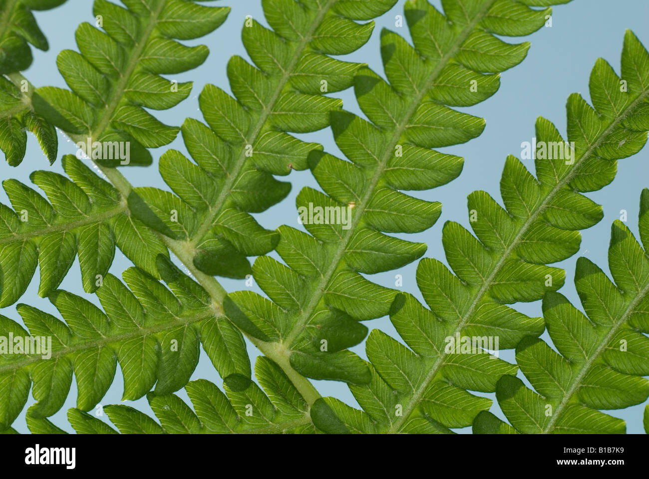 Fern sp hi-res stock photography and images - Alamy