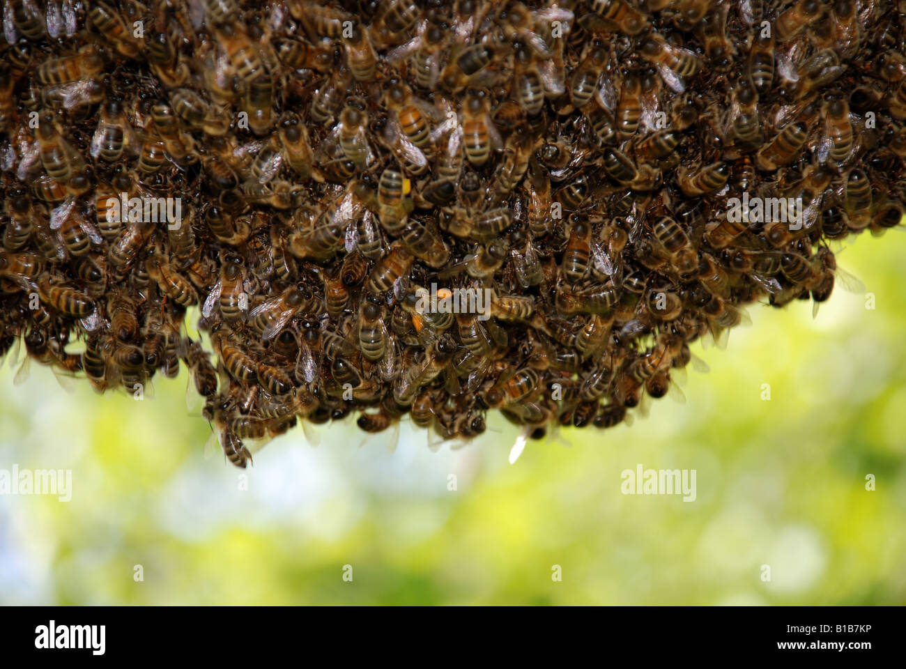 Hanging pollen hi-res stock photography and images - Alamy