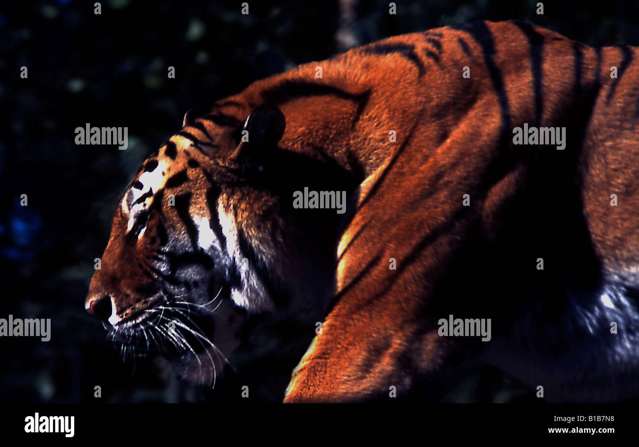 Muscular tiger hi-res stock photography and images - Alamy