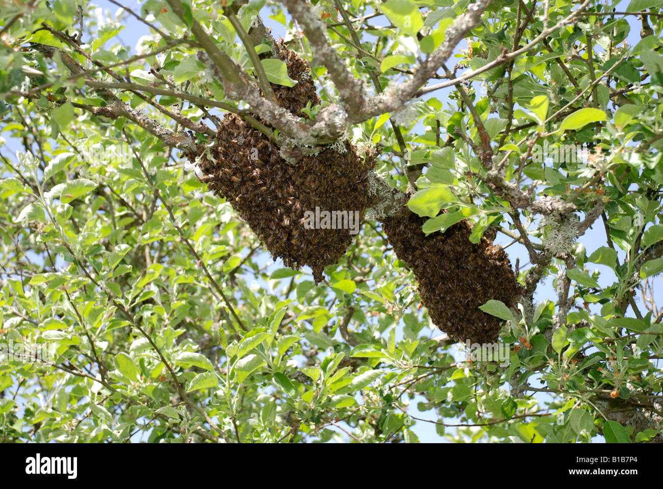Double bee swarm hanging on a branch Stock Photo - Alamy
