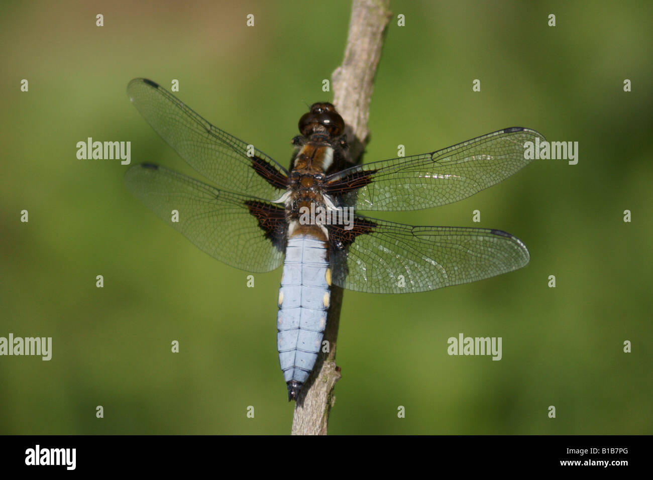 A bright blue broad bodied chaser Libellula depressa dragonfly Stock ...