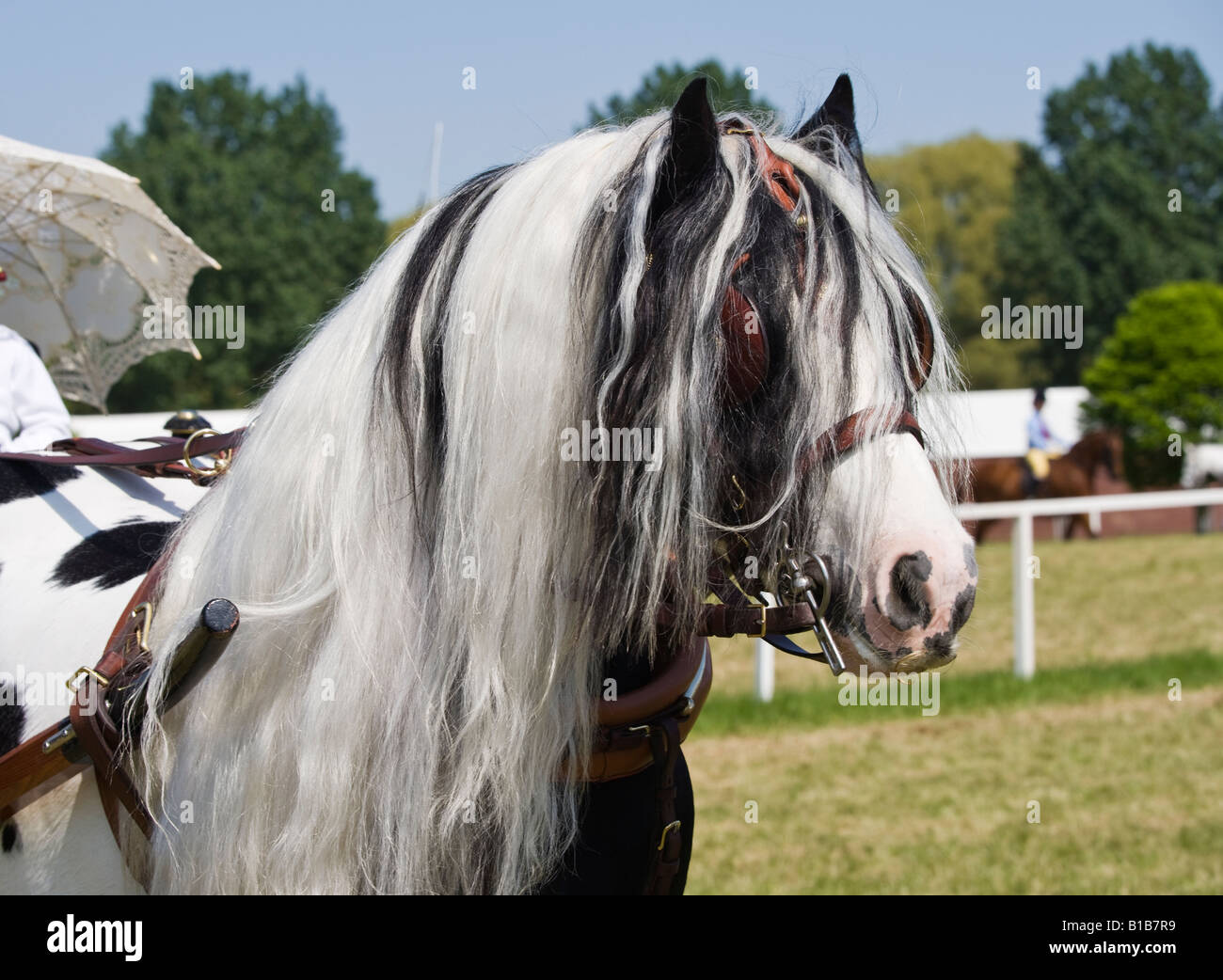 Cob horse hi-res stock photography and images - Alamy