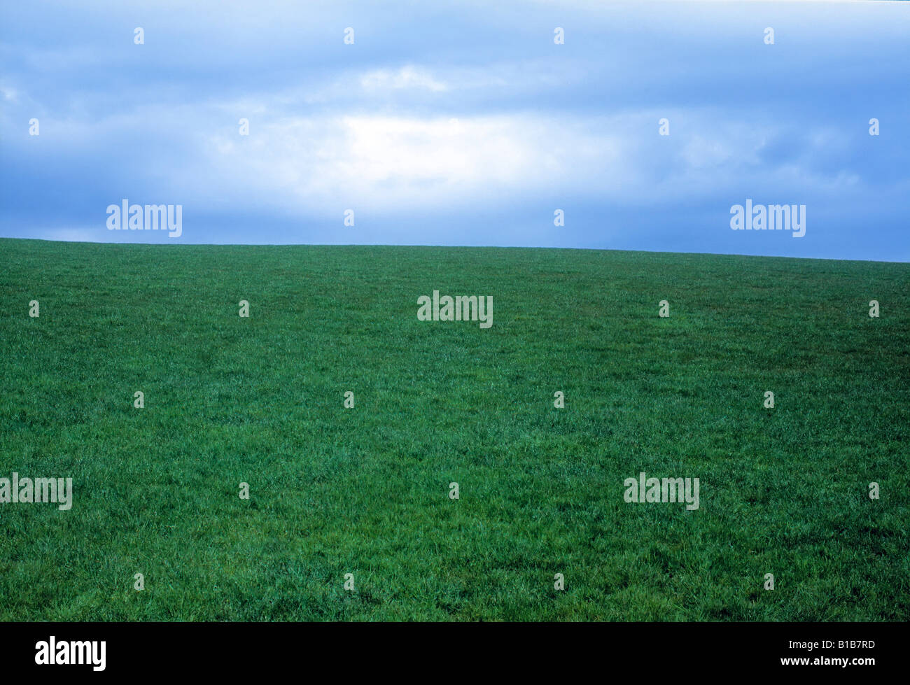 Landscape of lush green field with blue sky Stock Photo - Alamy