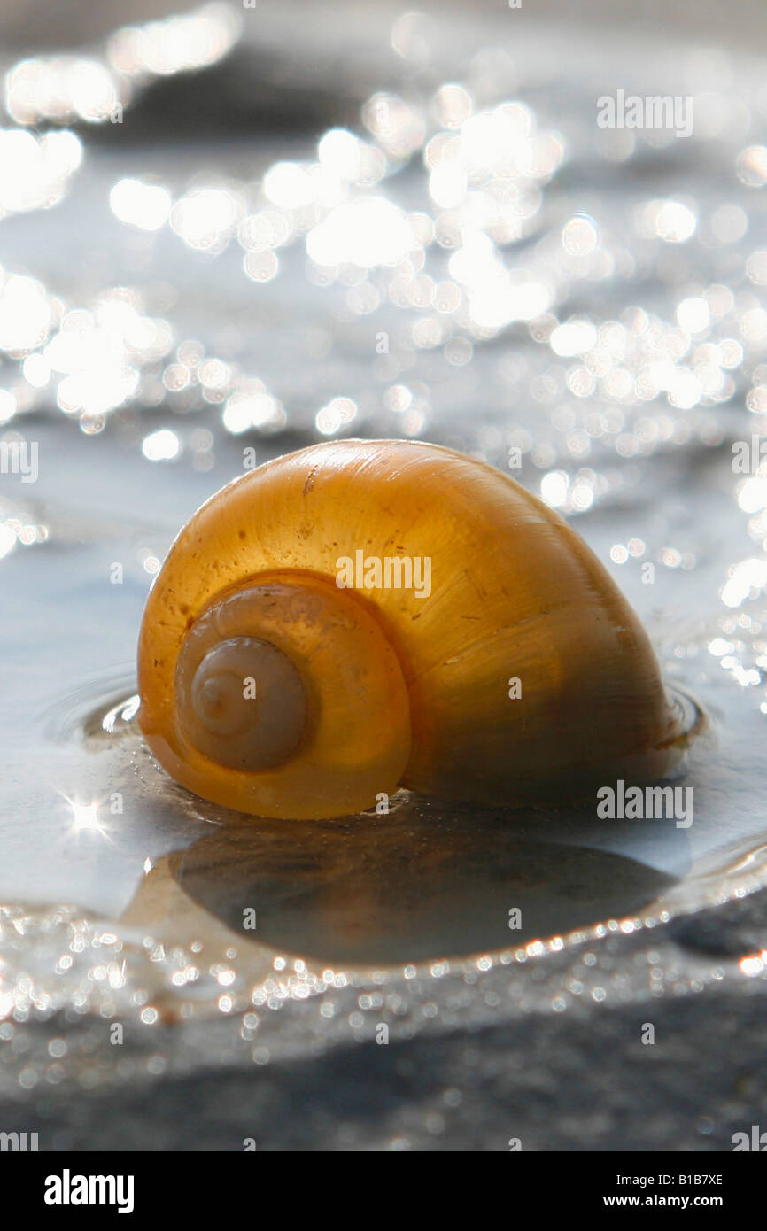 Sea Snails In Water