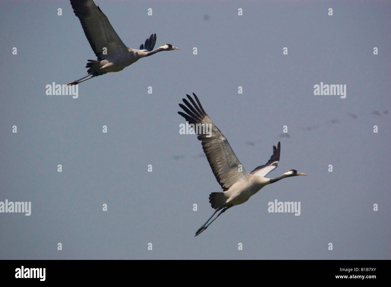 common cranes flying formation Stock Photo - Alamy