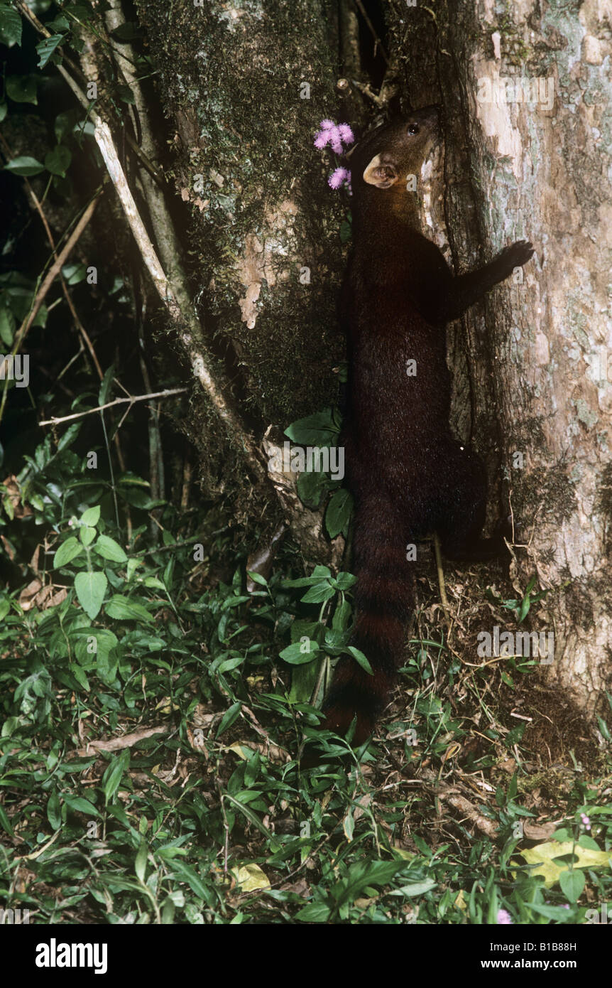 Ring-tailed mongoose Galidia elegans Herpestidae foraging in rainforest ...