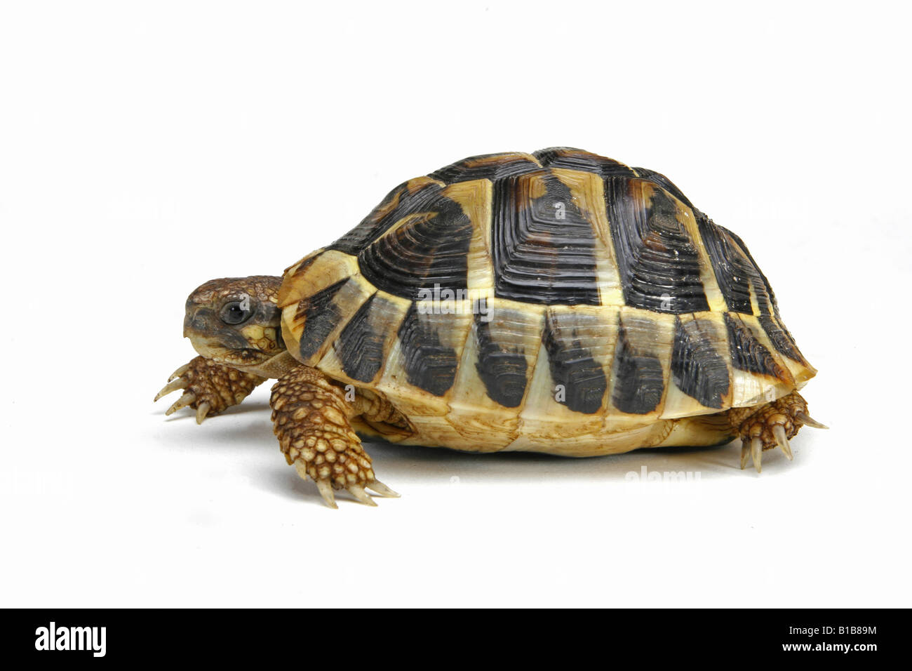 Eastern Hermann's Tortoise - cut out / Testudo hermanni boettgeri Stock ...
