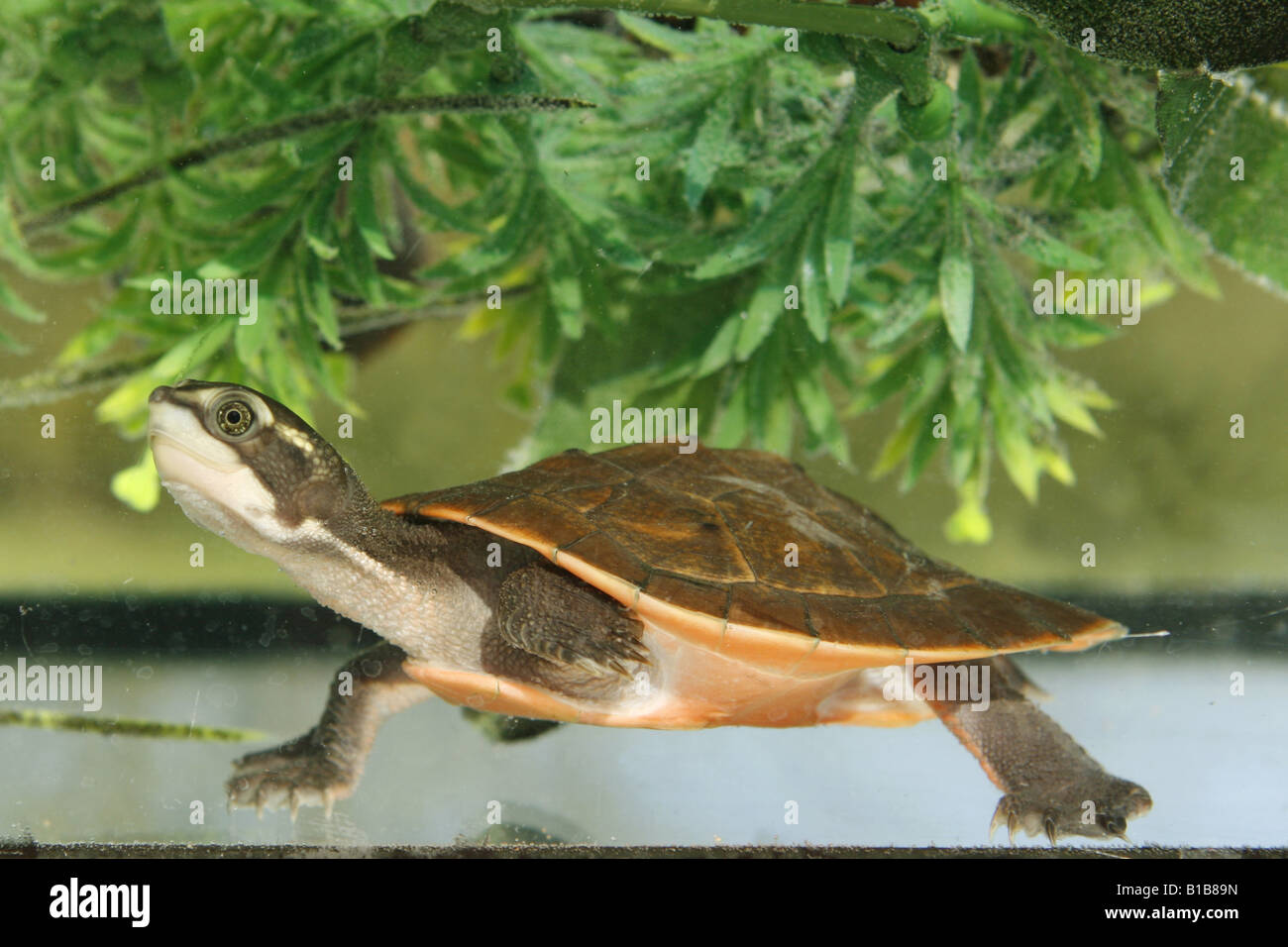 Red necked terrapin hi-res stock photography and images - Alamy