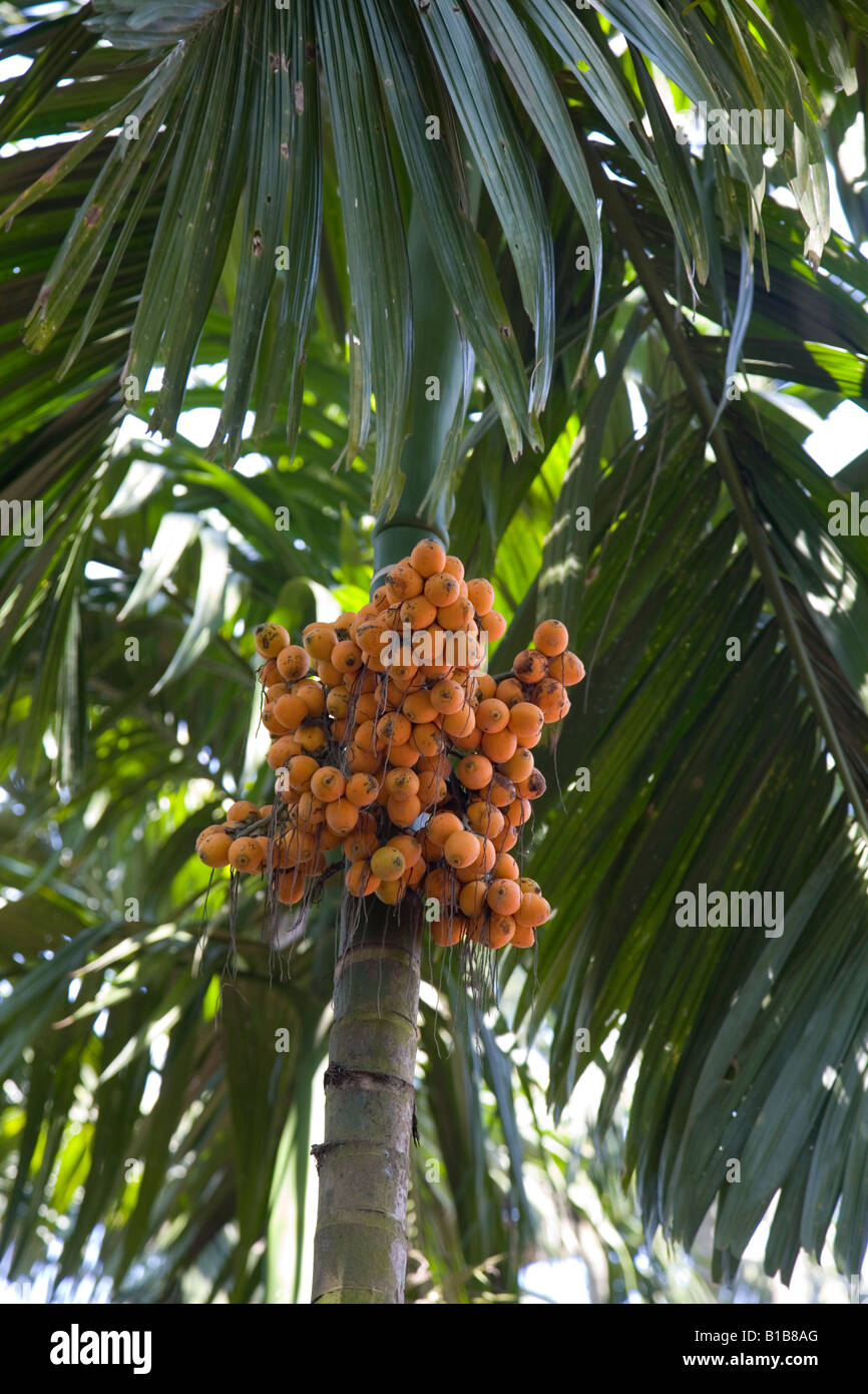 Betel palm betel nuts hi-res stock photography and images - Alamy