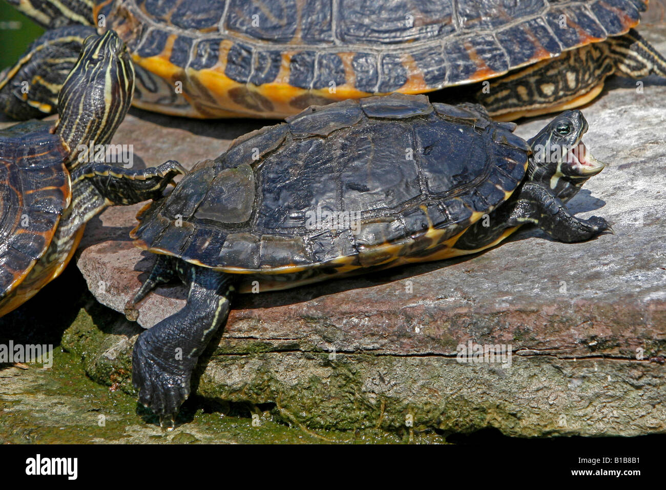 Yellow Bellied Slider (Trachemys scripta scripta). juveniles tking a ...