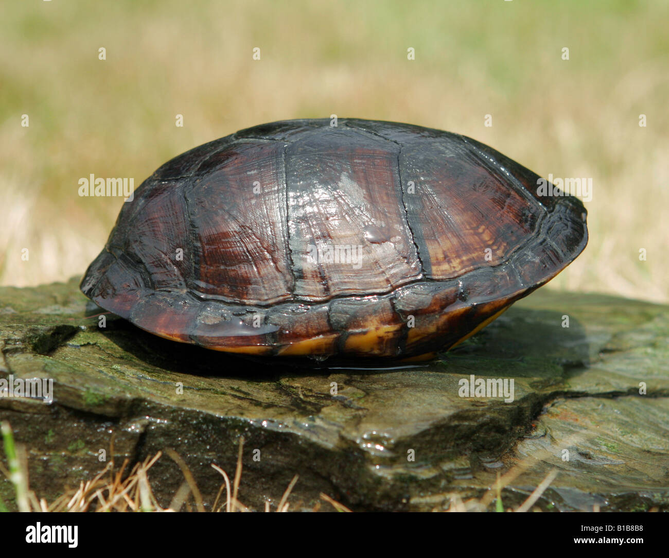 Striped Mud Turtle / Kinosternon baurii Stock Photo - Alamy