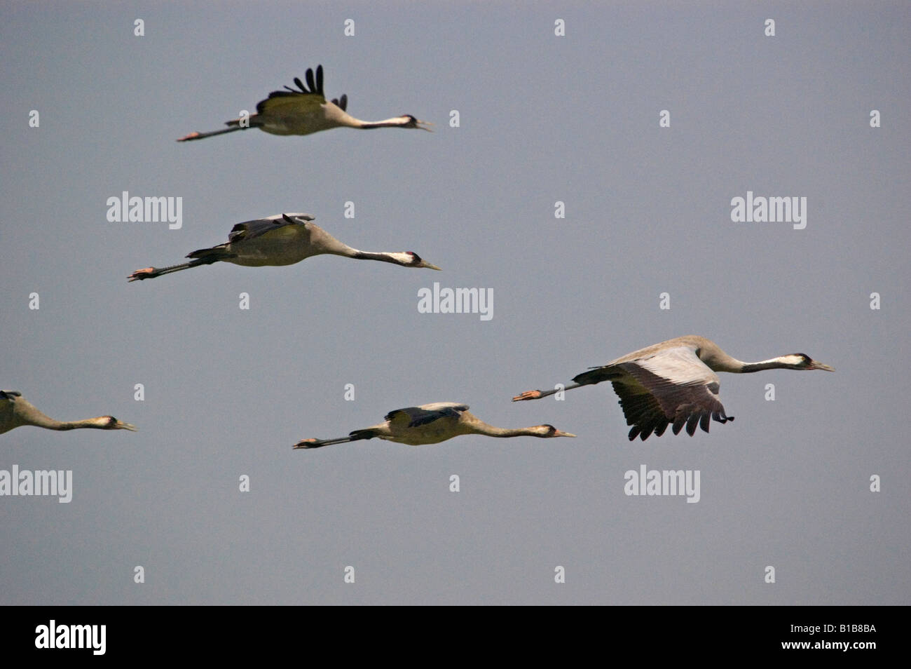 common cranes flying in formation Stock Photo - Alamy