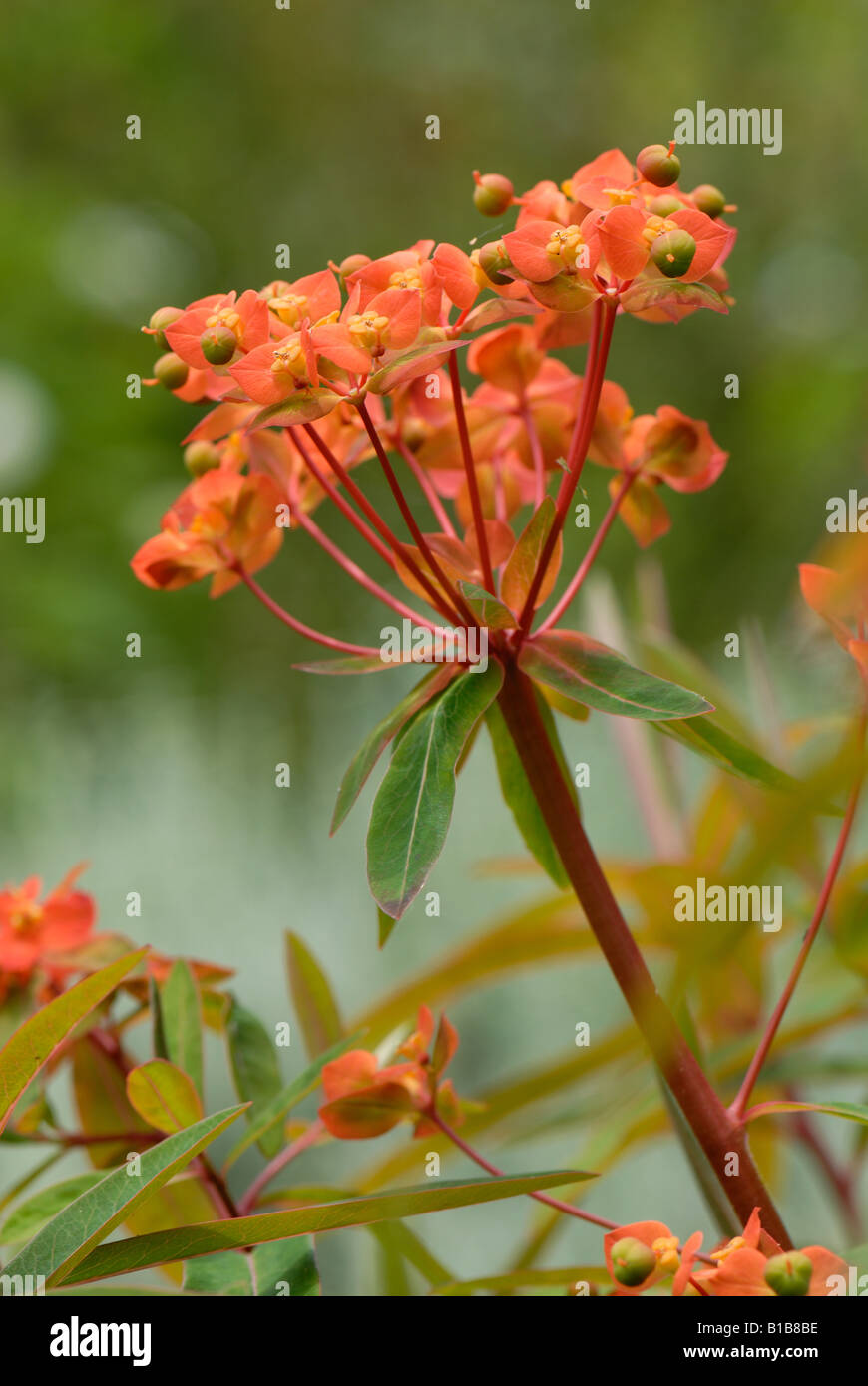 Flowers of Euphorbia griffithii Fireglow Stock Photo - Alamy