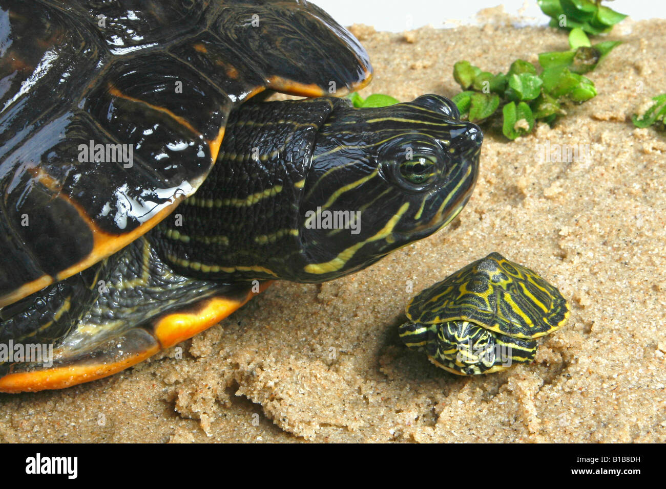 Yellow Bellied Sliders High Resolution Stock Photography and Images - Alamy