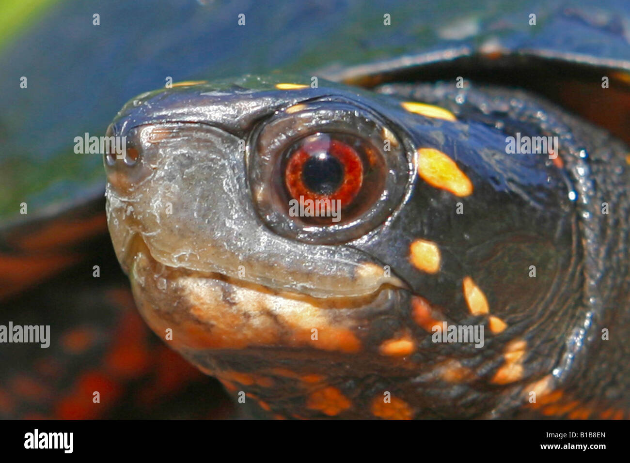 Spotted Turtle High Resolution Stock Photography and Images - Alamy