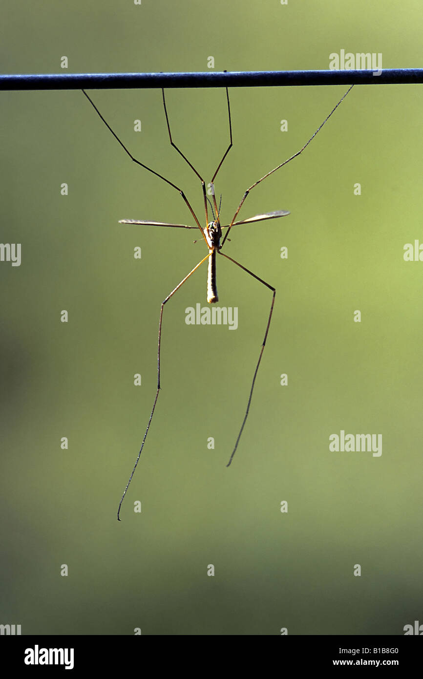 Lanky gangly legs hi-res stock photography and images - Alamy