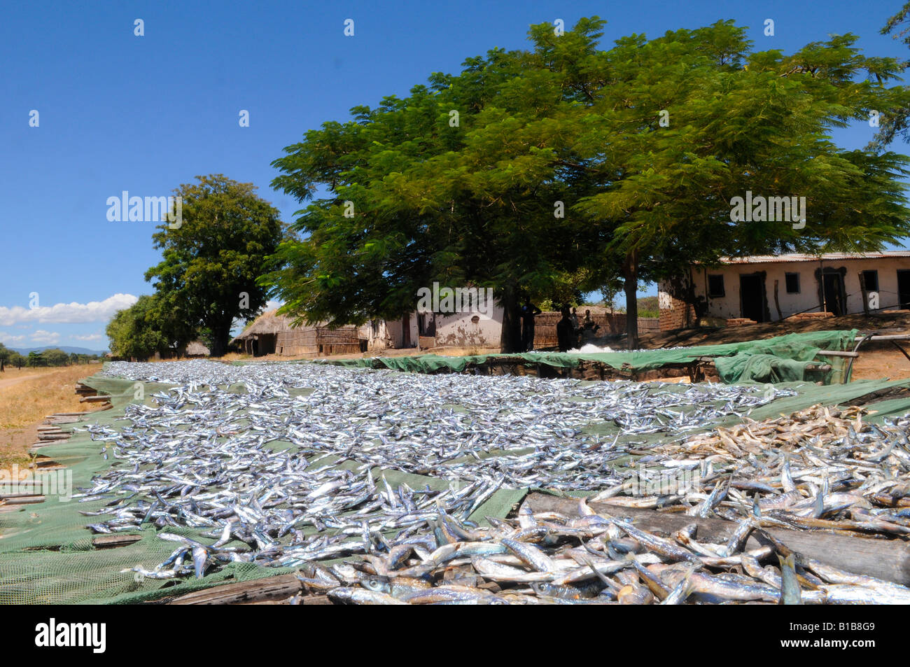 Usipa small sardine like fish being dehydrated in the sun in a village ...