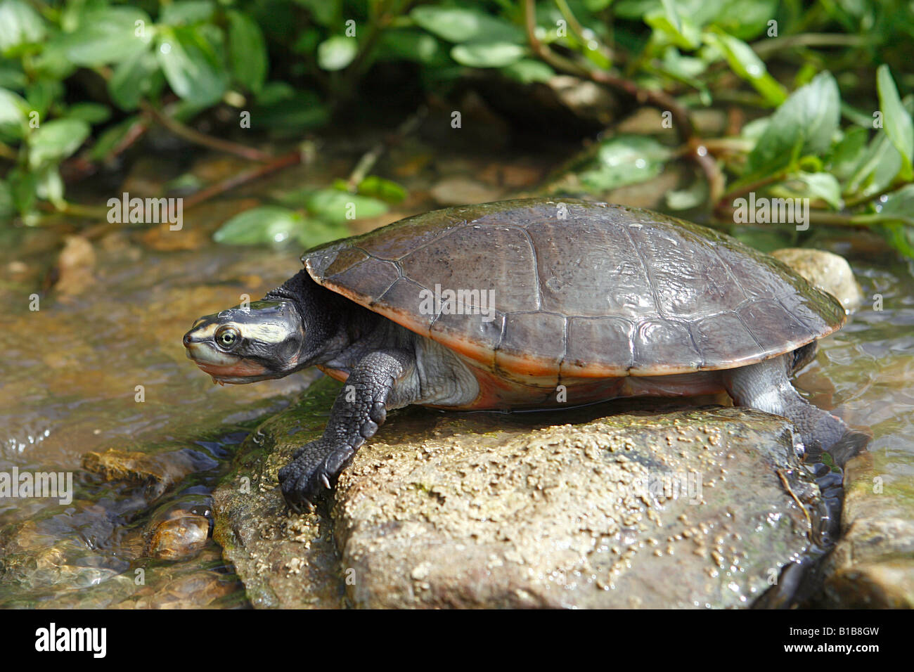 Red bellied short necked turtle emydura subglobosa hi-res stock ...