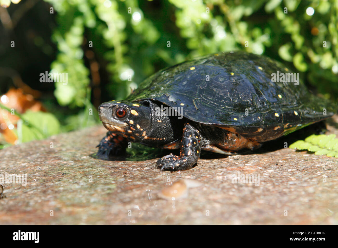 Clemmys guttata hi-res stock photography and images - Alamy