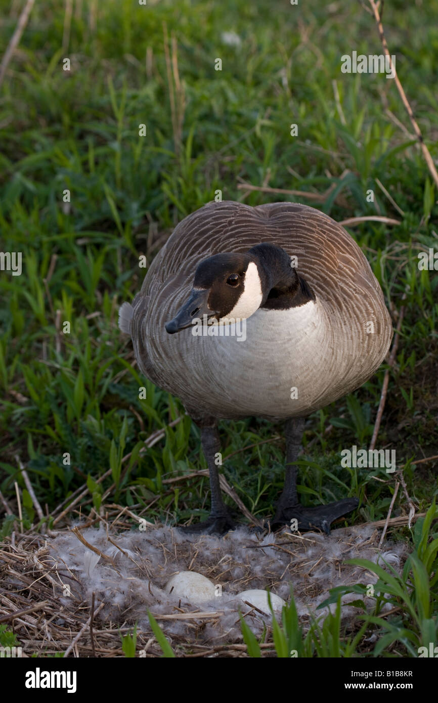 Canada Goose (Branta canadensis) Mother on nest with eggs - New York ...