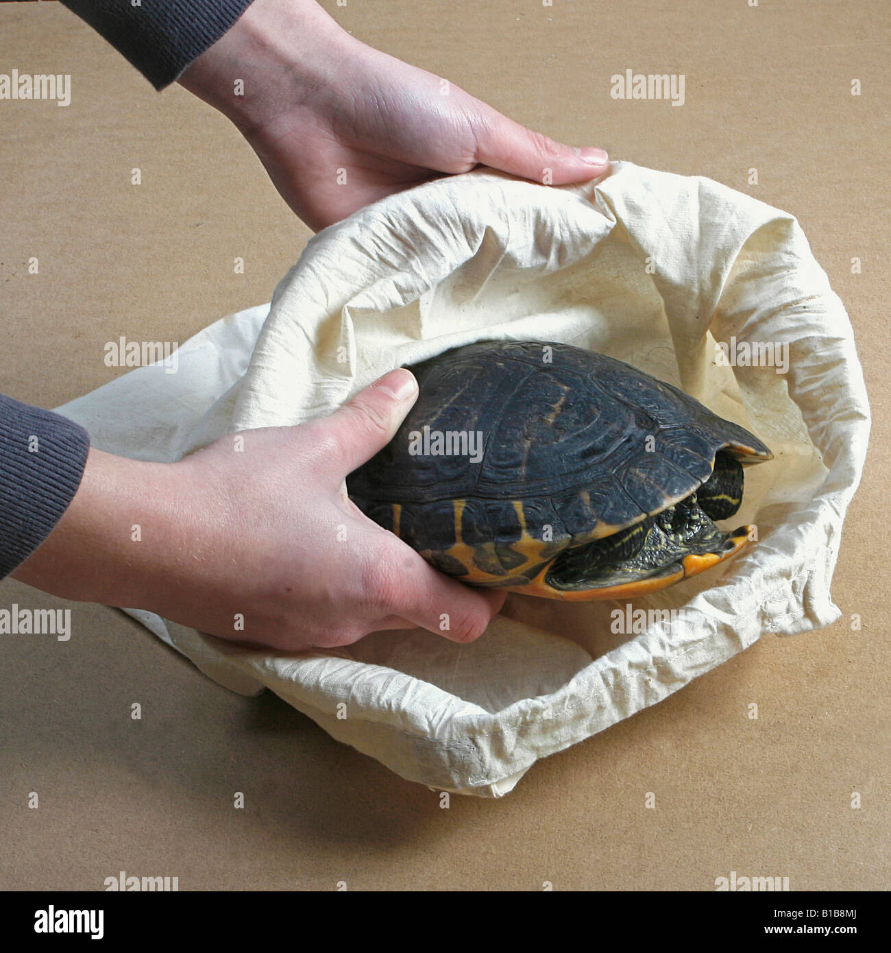 Yellow-bellied tortoise (Trachemys scripta scripta) being transported ...