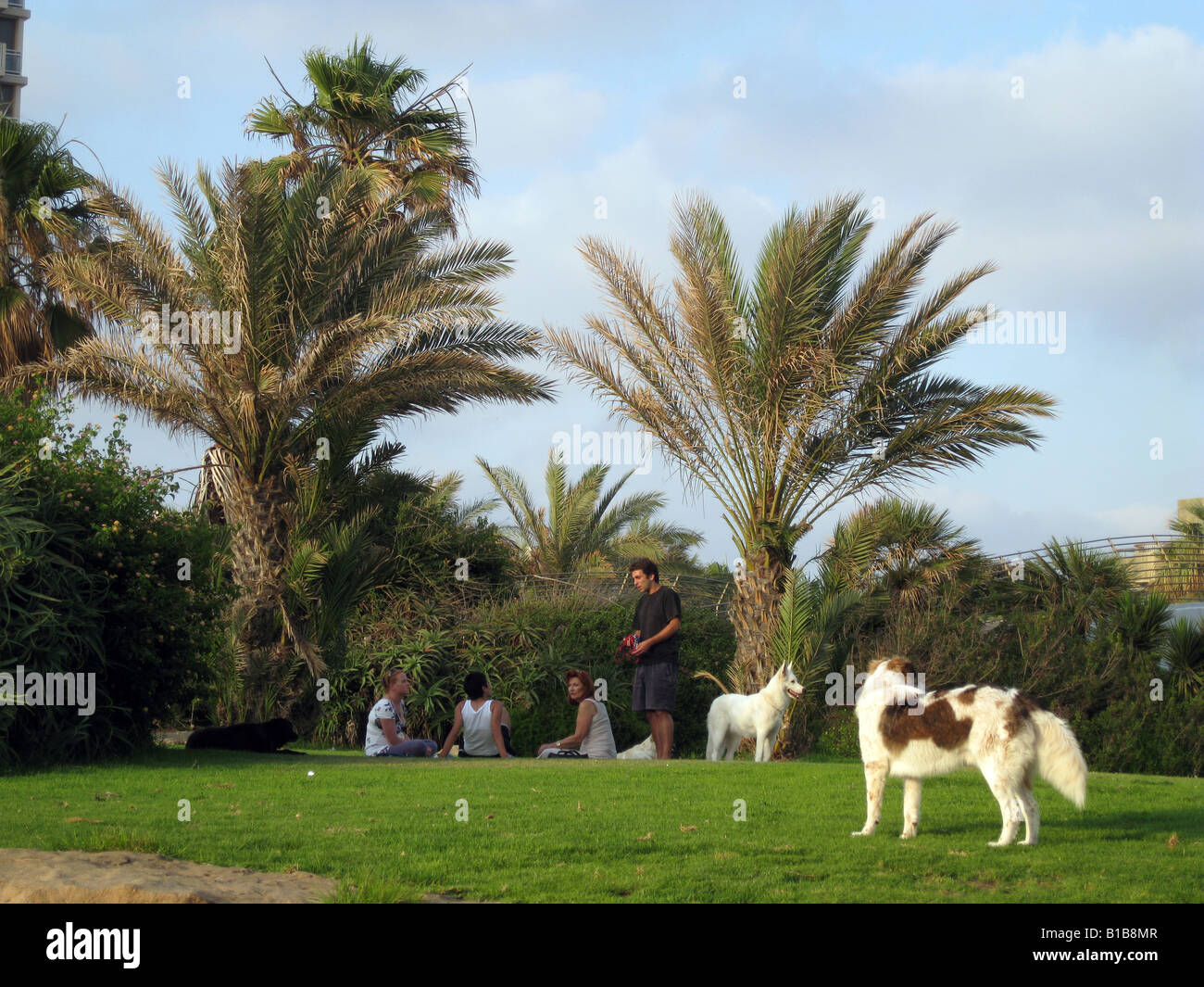 Israelis with their dogs in Haatzmaut Garden in Tel Aviv Israel Stock ...