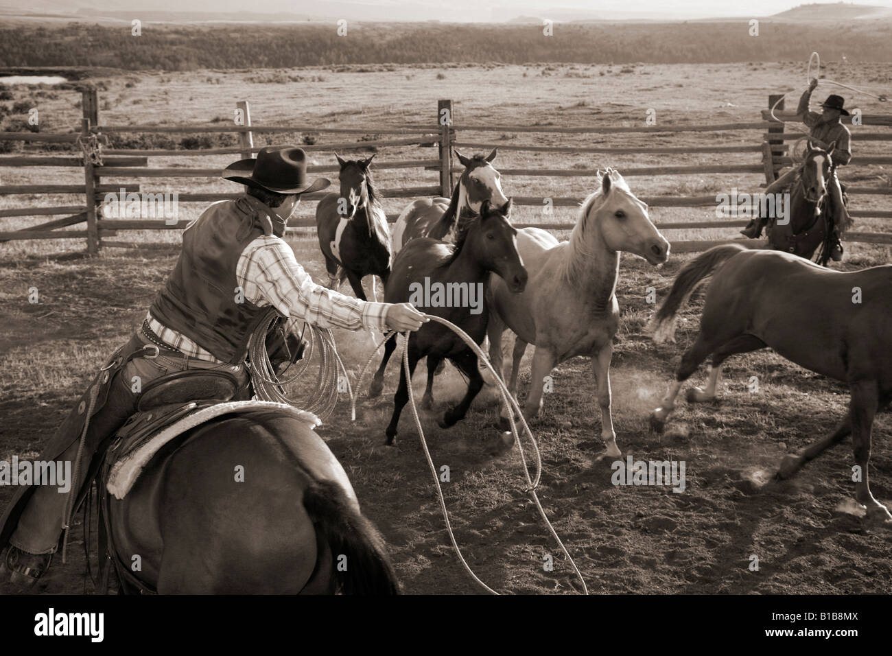 Lassoing horses hi-res stock photography and images - Alamy