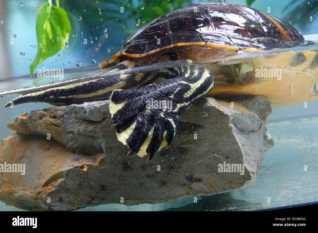 Florida Red-bellied Turtle, Florida Redbelly Turtle (Pseudemys nelsoni ...