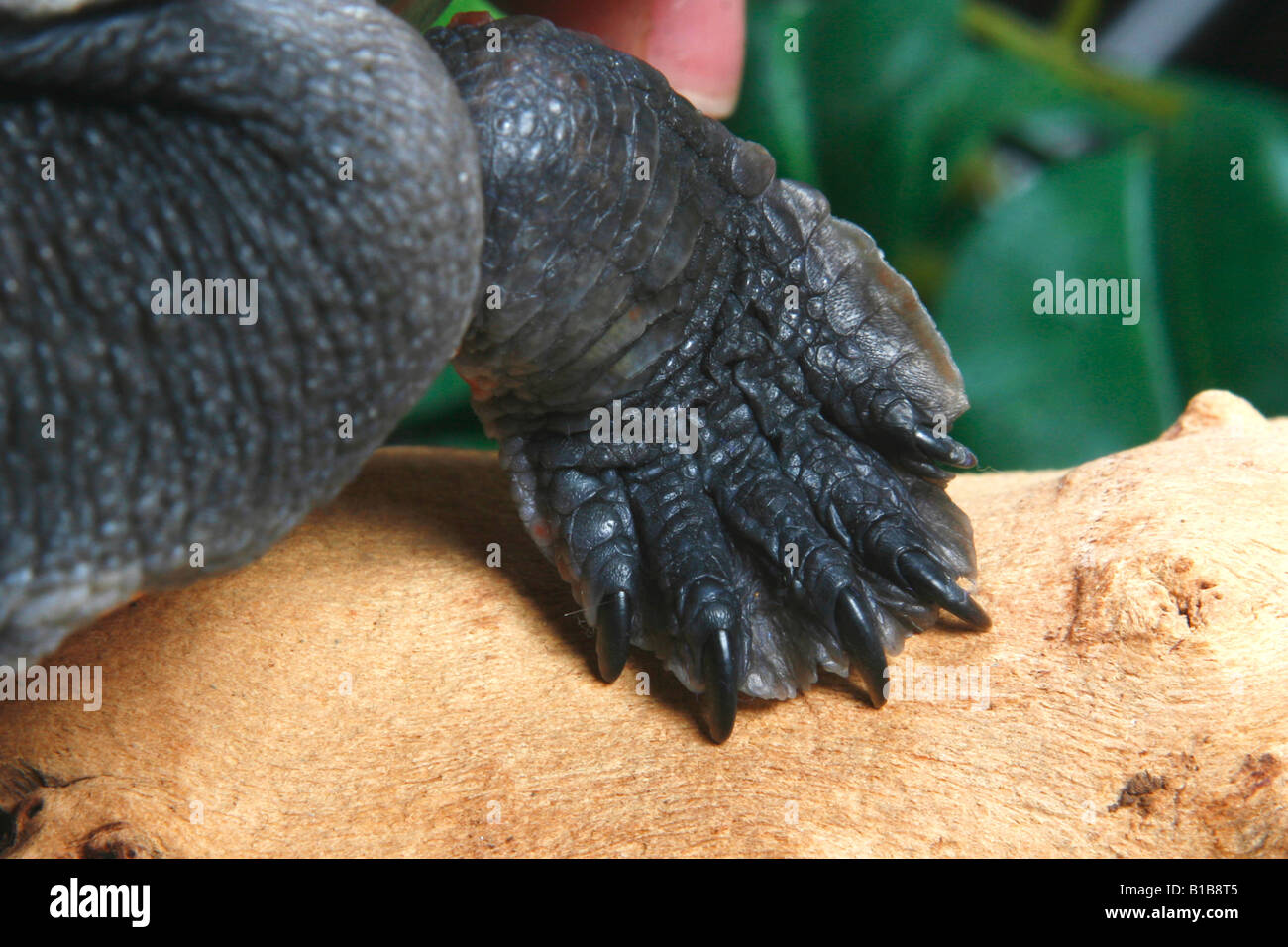 Red-bellied Short-necked Turtle - leg / Emydura subglobosa Stock Photo ...