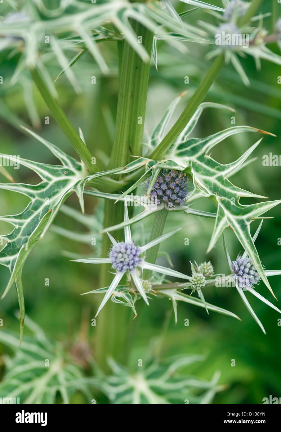 Eryngium variifolium Sea Holly Stock Photo - Alamy