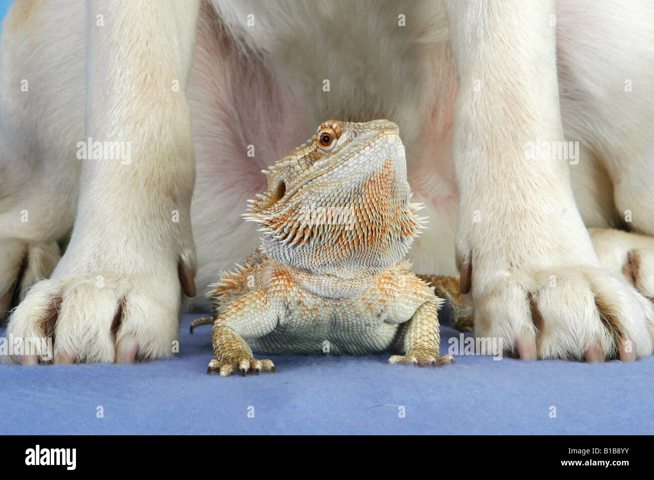 animal friendship : Labrador Retriever and Central Bearded Dragon Stock ...