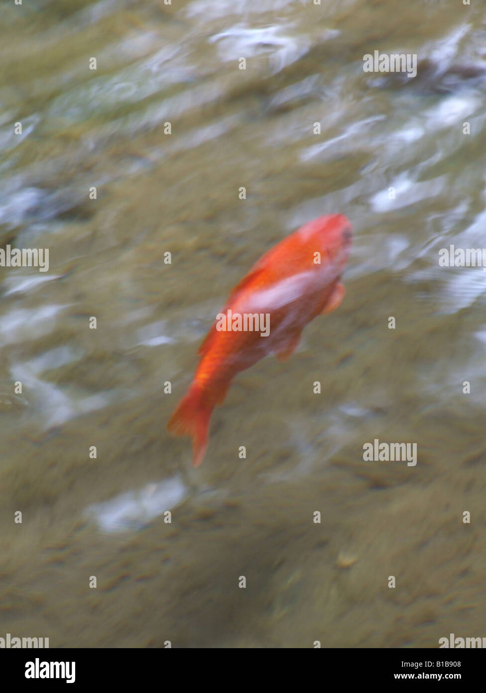 big fish in pond in countryside Stock Photo - Alamy