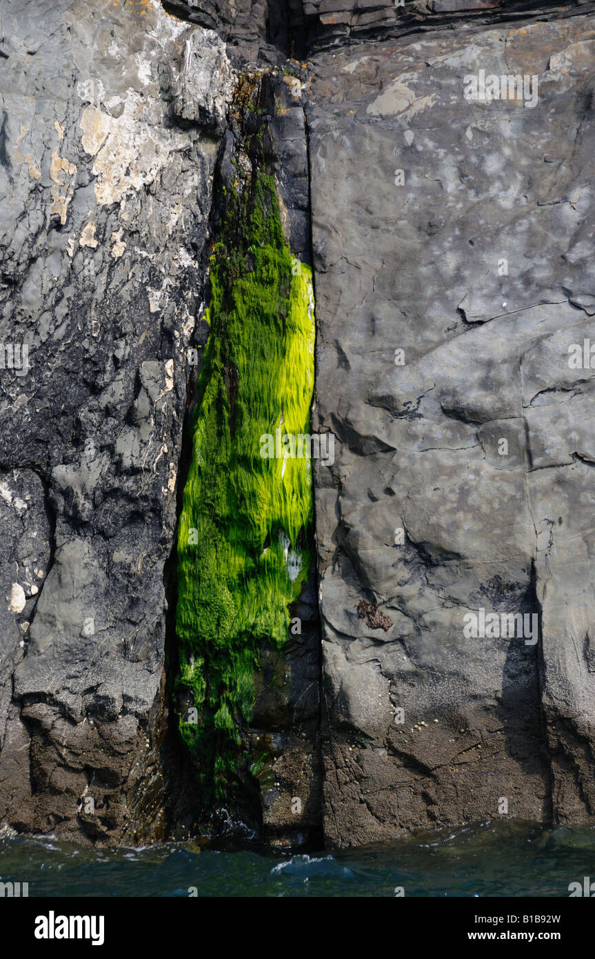 Green algae hi-res stock photography and images - Alamy