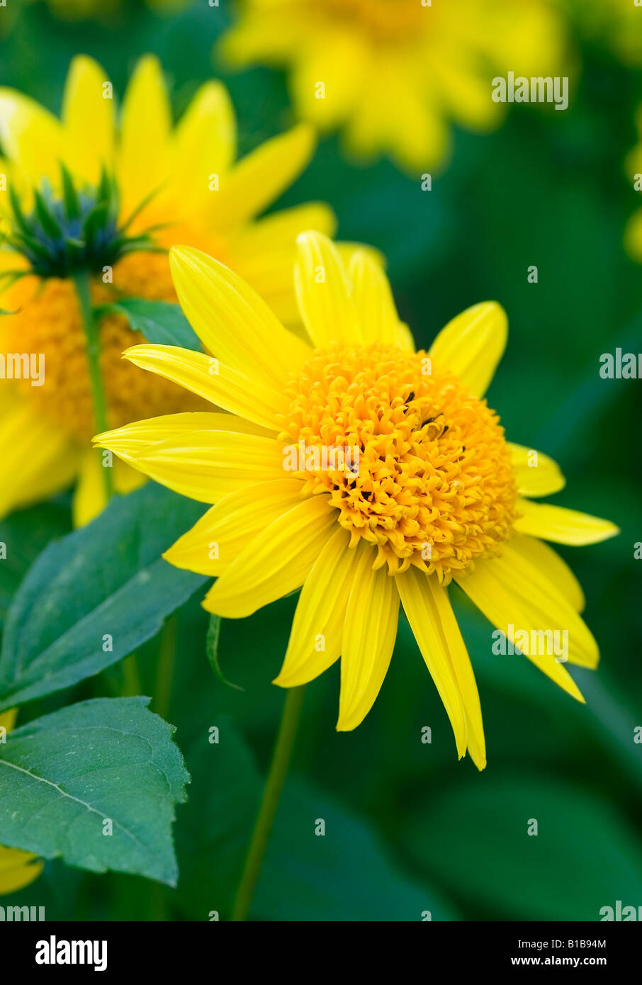 Helianthus hi-res stock photography and images - Alamy