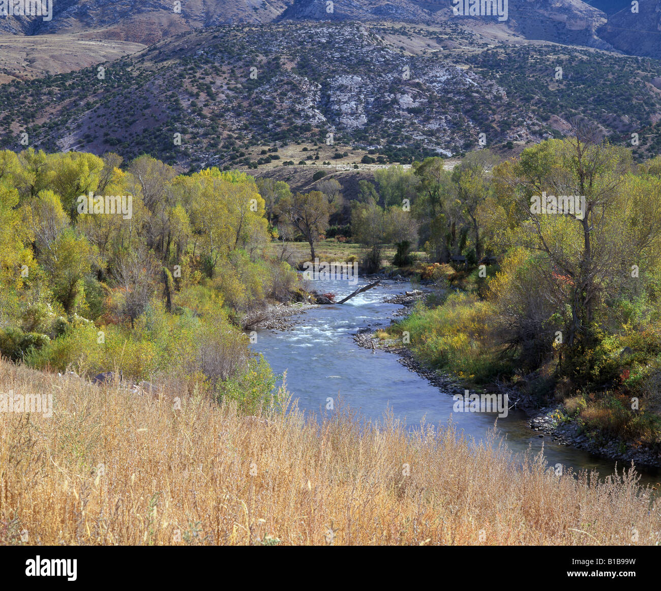 Canyon Shell Canyon Cottonwoods, Bighorn National Forest Stock Photo ...