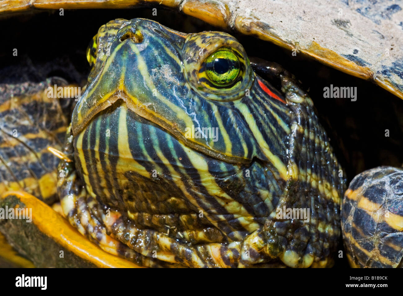 Red Earedslider High Resolution Stock Photography and Images - Alamy