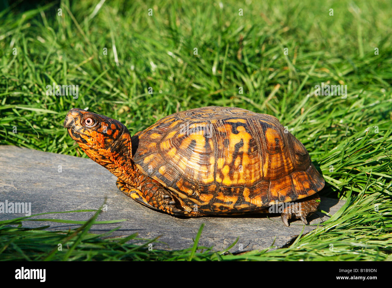eastern box turtle on meadow / Terrapene carolina carolina Stock Photo ...