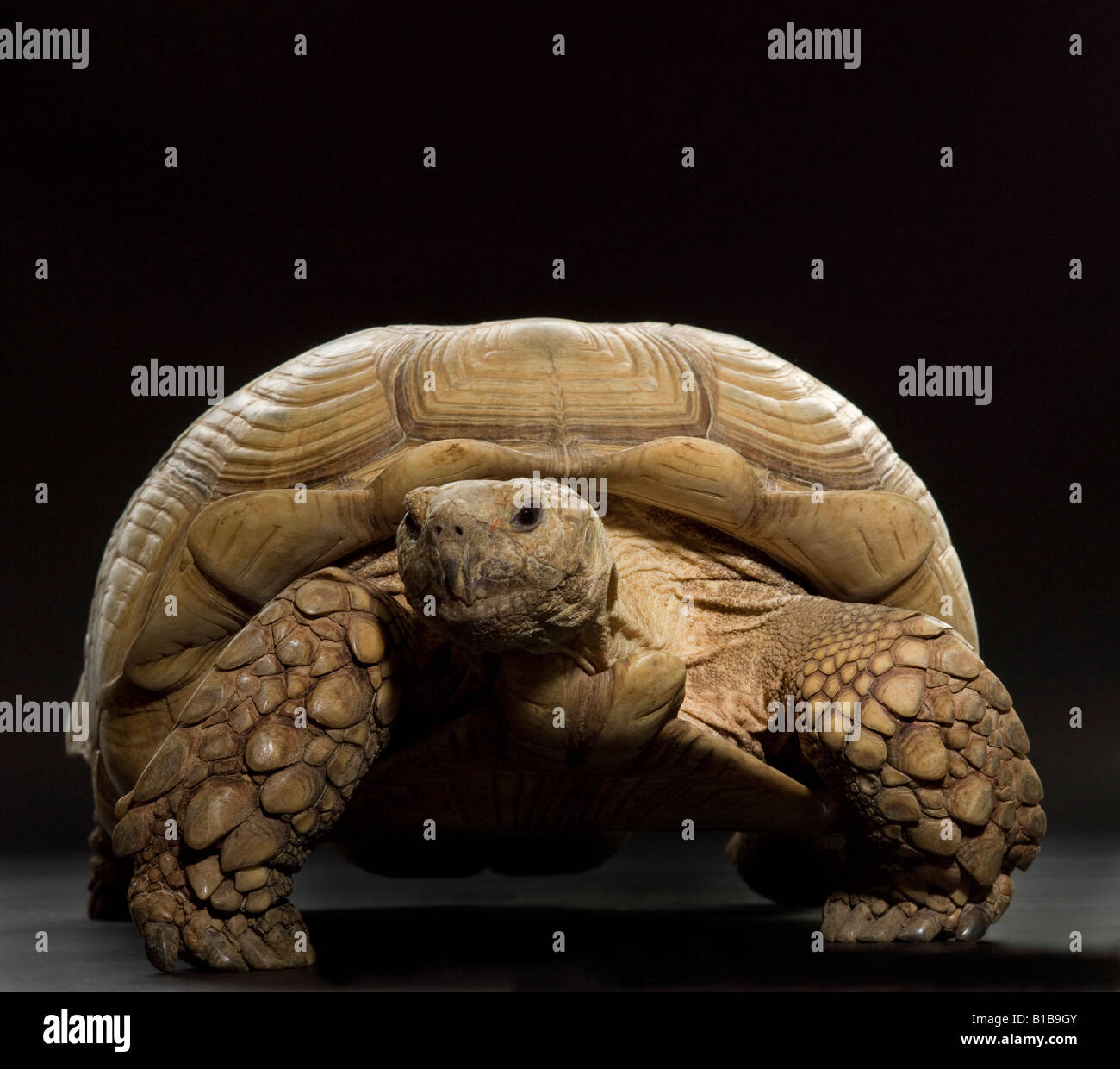 Sulcata Tortoises African spurred tortoise (Geochelone sulcata Stock ...