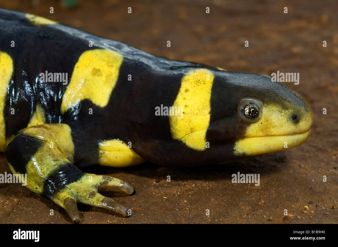 Ambystoma Mavortium Mavortium High Resolution Stock Photography and ...