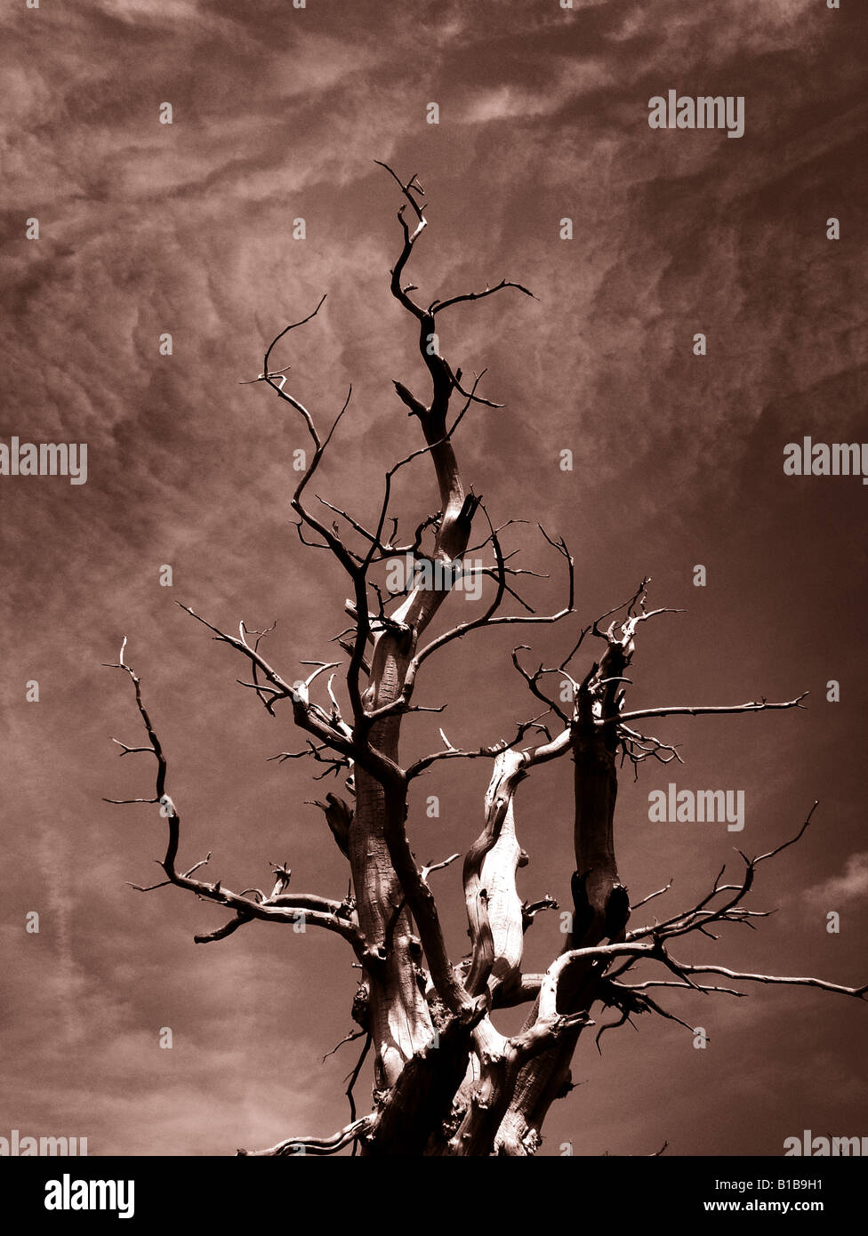 Gothic Horror Stock Photos & Gothic Horror Stock Images - Alamy