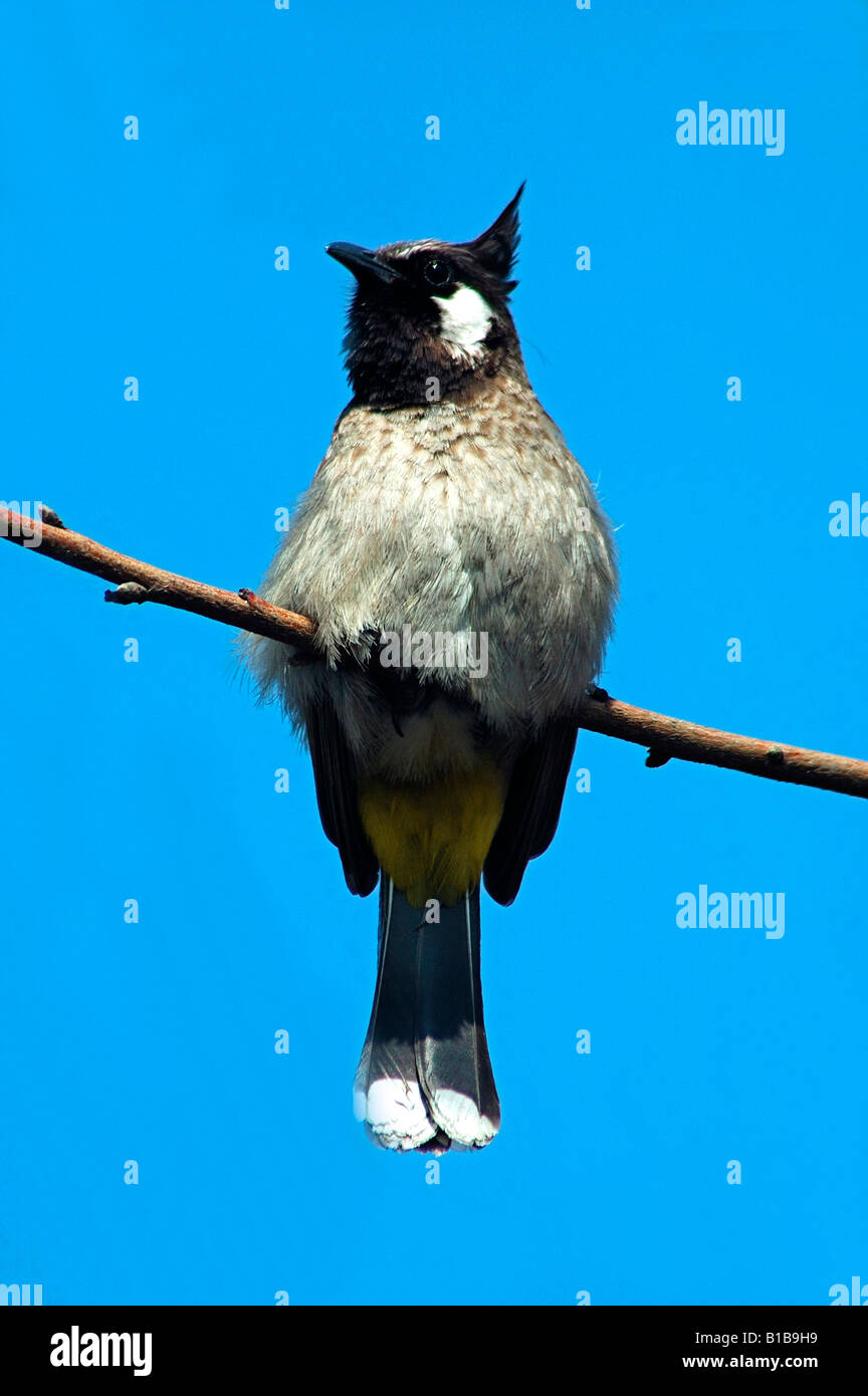 Bul hi-res stock photography and images - Alamy